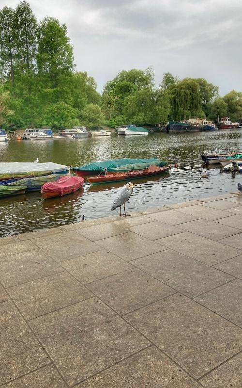 Thames Path Walk Hampton Court To Kew - Guide & Map - The Flamingo Hiker