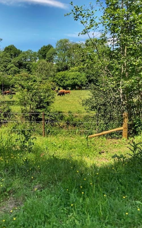 High Weald Walk Via Balcombe Viaduct - Complete Guide - The Flamingo Hiker