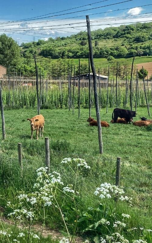River Darent Walk - Shoreham To Eynsford Guide & Map - The Flamingo Hiker