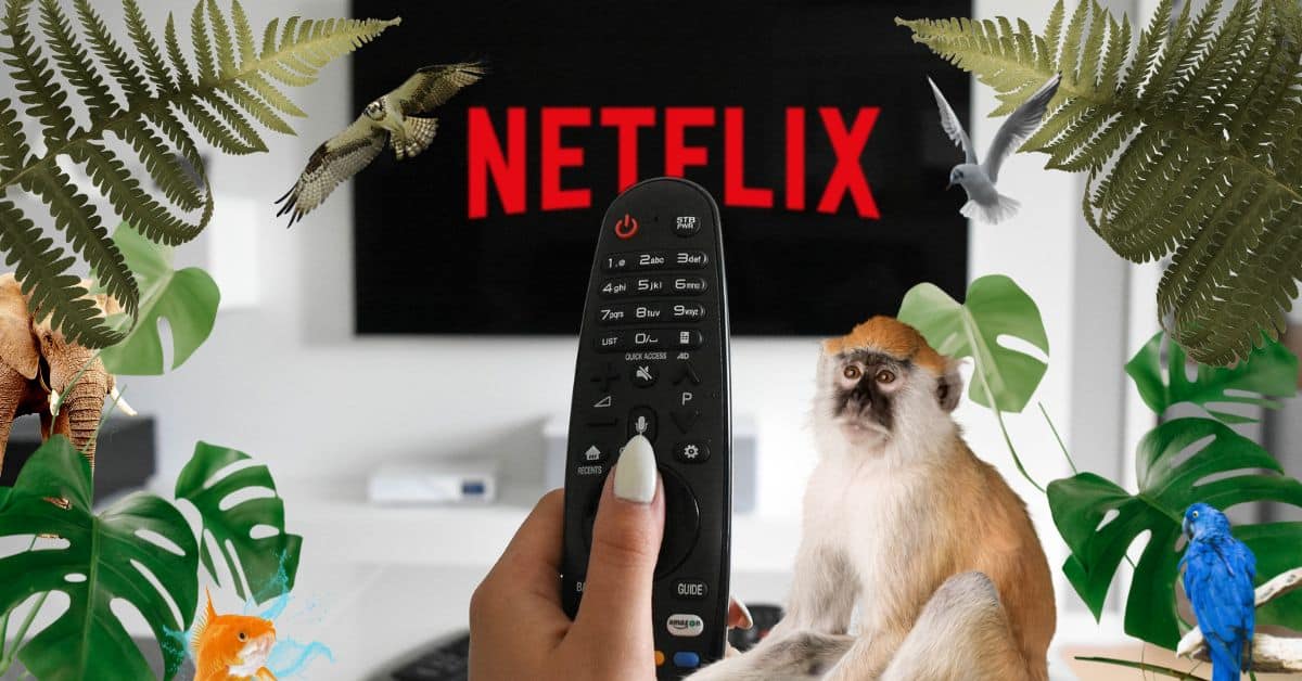 Best Outdoor Documentaries On Netflix - The Flamingo Hiker