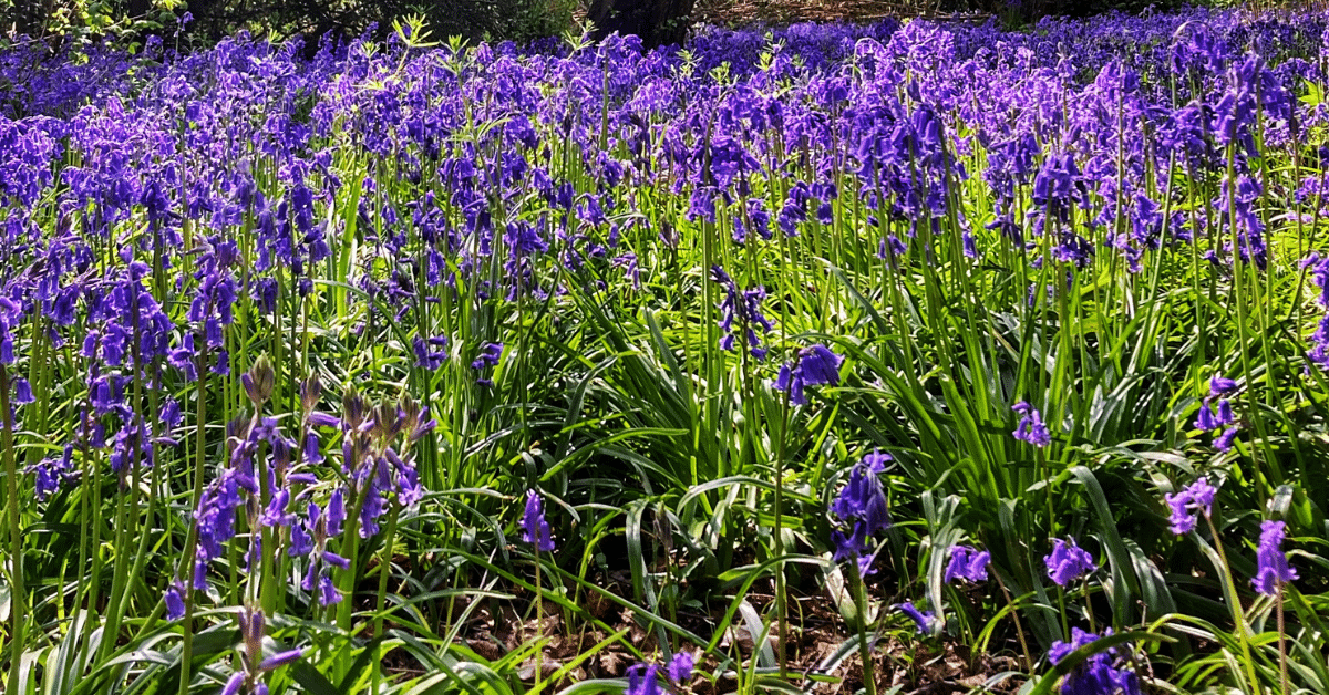 Best Bluebell Walks Near London With Map - The Flamingo Hiker