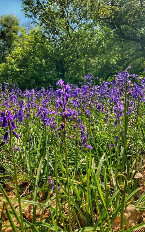 Ashridge Bluebell Walk - Complete Guide & Map - The Flamingo Hiker