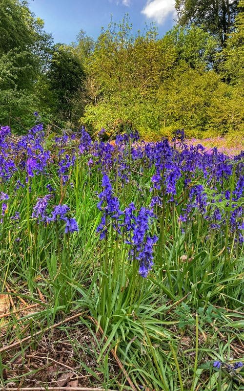 Ashridge Bluebell Walk - Complete Guide & Map - The Flamingo Hiker