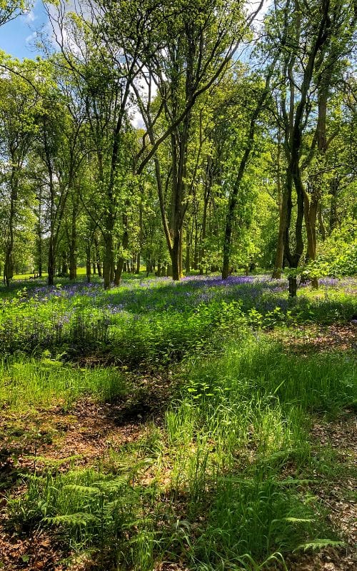 Ashridge Bluebell Walk - Complete Guide & Map - The Flamingo Hiker