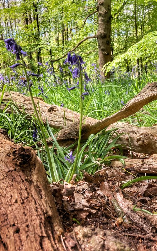Ashridge Bluebell Walk - Complete Guide & Map - The Flamingo Hiker