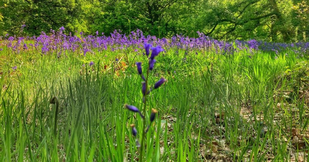 Ashridge Bluebell Walk - Complete Guide & Map - The Flamingo Hiker