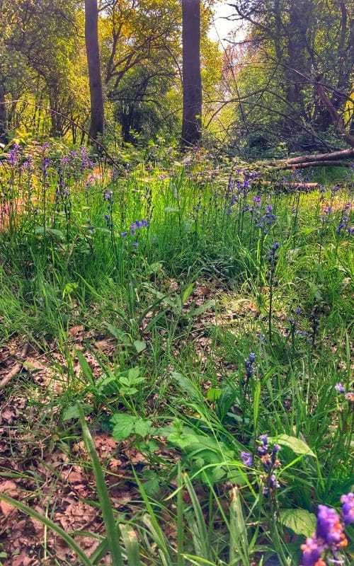 Ashridge Bluebell Walk - Complete Guide & Map - The Flamingo Hiker