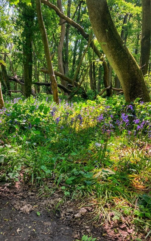 Ashridge Bluebell Walk - Complete Guide & Map - The Flamingo Hiker