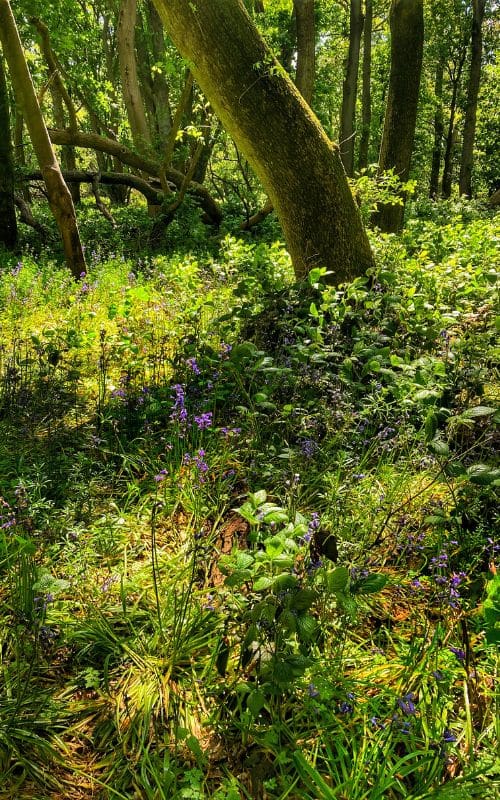 Ashridge Bluebell Walk - Complete Guide & Map - The Flamingo Hiker