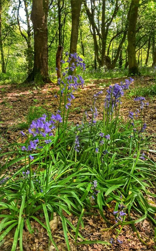 Ashridge Bluebell Walk - Complete Guide & Map - The Flamingo Hiker