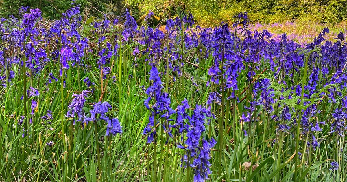 Ashridge Bluebell Walk - Complete Guide & Map - The Flamingo Hiker