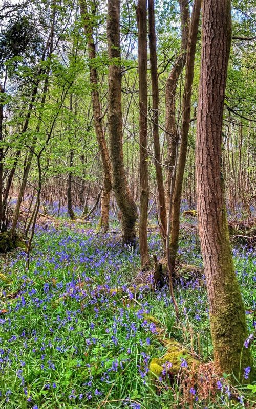 Bluebell Railway Walk - Train Trip & Woodside Stroll Guide - The ...