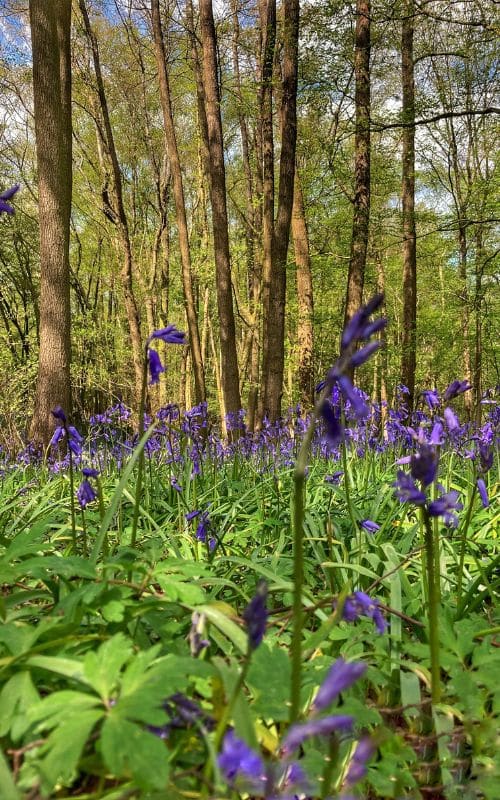 Bluebell Railway Walk - Train Trip & Woodside Stroll Guide - The ...