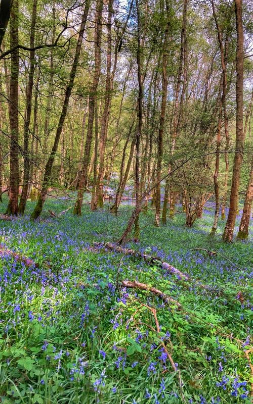 Bluebell Railway Walk - Train Trip & Woodside Stroll Guide - The ...