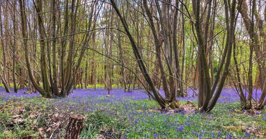 Bluebell Railway Walk - Train Trip & Woodside Stroll Guide - The ...