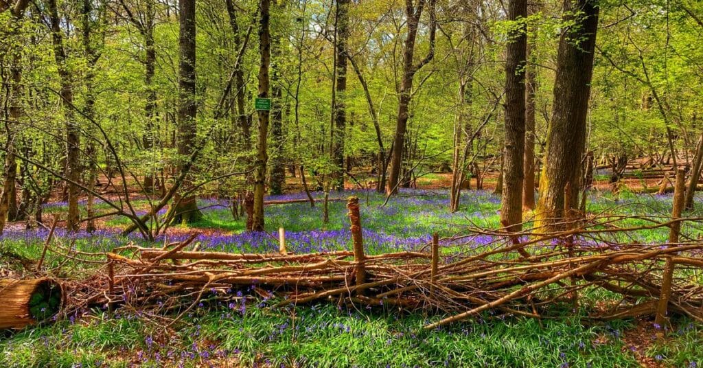 Bluebell Railway Walk - Train Trip & Woodside Stroll Guide - The ...