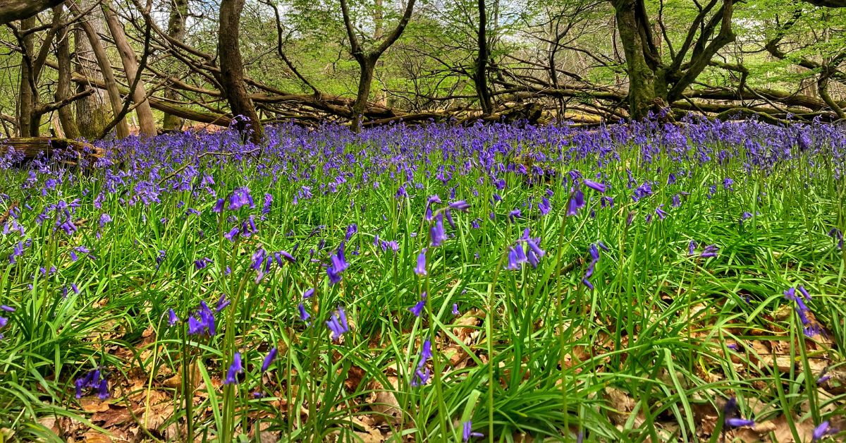 Bluebell Railway Walk - Train Trip & Woodside Stroll Guide - The ...