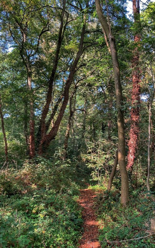 Bradgate Park Walk - Complete Guide and Map - The Flamingo Hiker