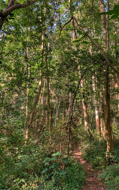 Bradgate Park Walk - Complete Guide and Map - The Flamingo Hiker