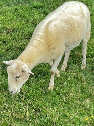 The Purbeck Ridgeway Walk - Corfe Castle To Coast - The Flamingo Hiker