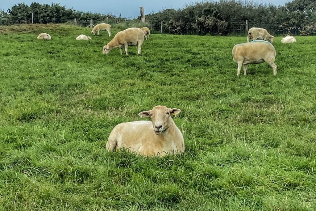 The Purbeck Ridgeway Walk - Corfe Castle To Coast - The Flamingo Hiker