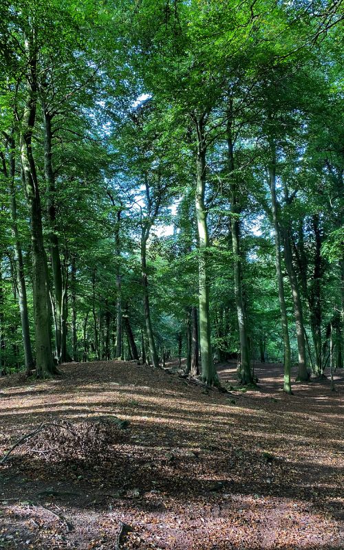 Symonds Yat Rock Walk - Complete Guide & Map - The Flamingo Hiker