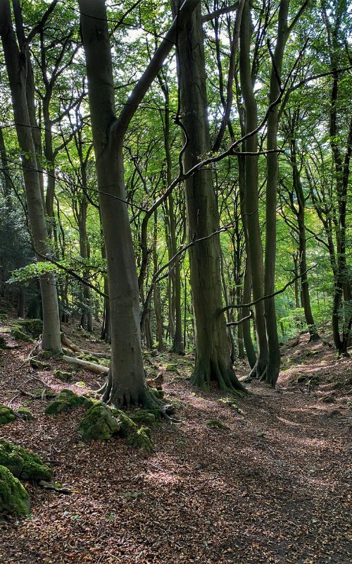 Symonds Yat Rock Walk - Complete Guide & Map - The Flamingo Hiker
