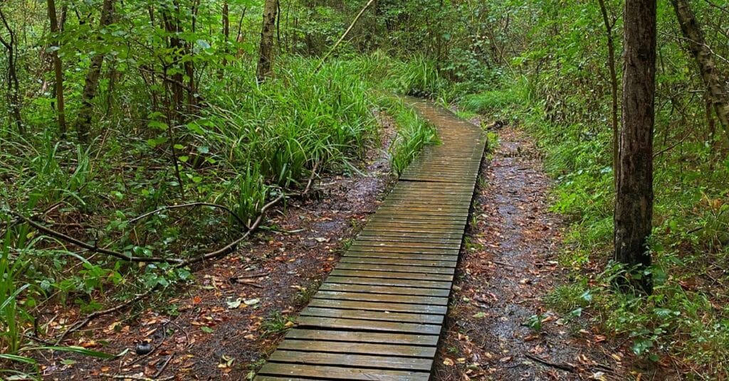 Joyden's Wood Walk - Complete Guide & Map - The Flamingo Hiker