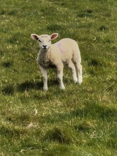 Lewes via Glynde Circular Walk [Free Guide & Map] - The Flamingo Hiker